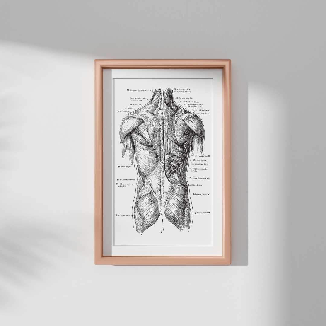 BACK Muscular System Art -physical Therapist, LMT, Massage Therapist ...