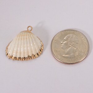 5pcs Natural Sea Shells Cowrie Shell, Gold Plated Seashell Charm, Shell ...
