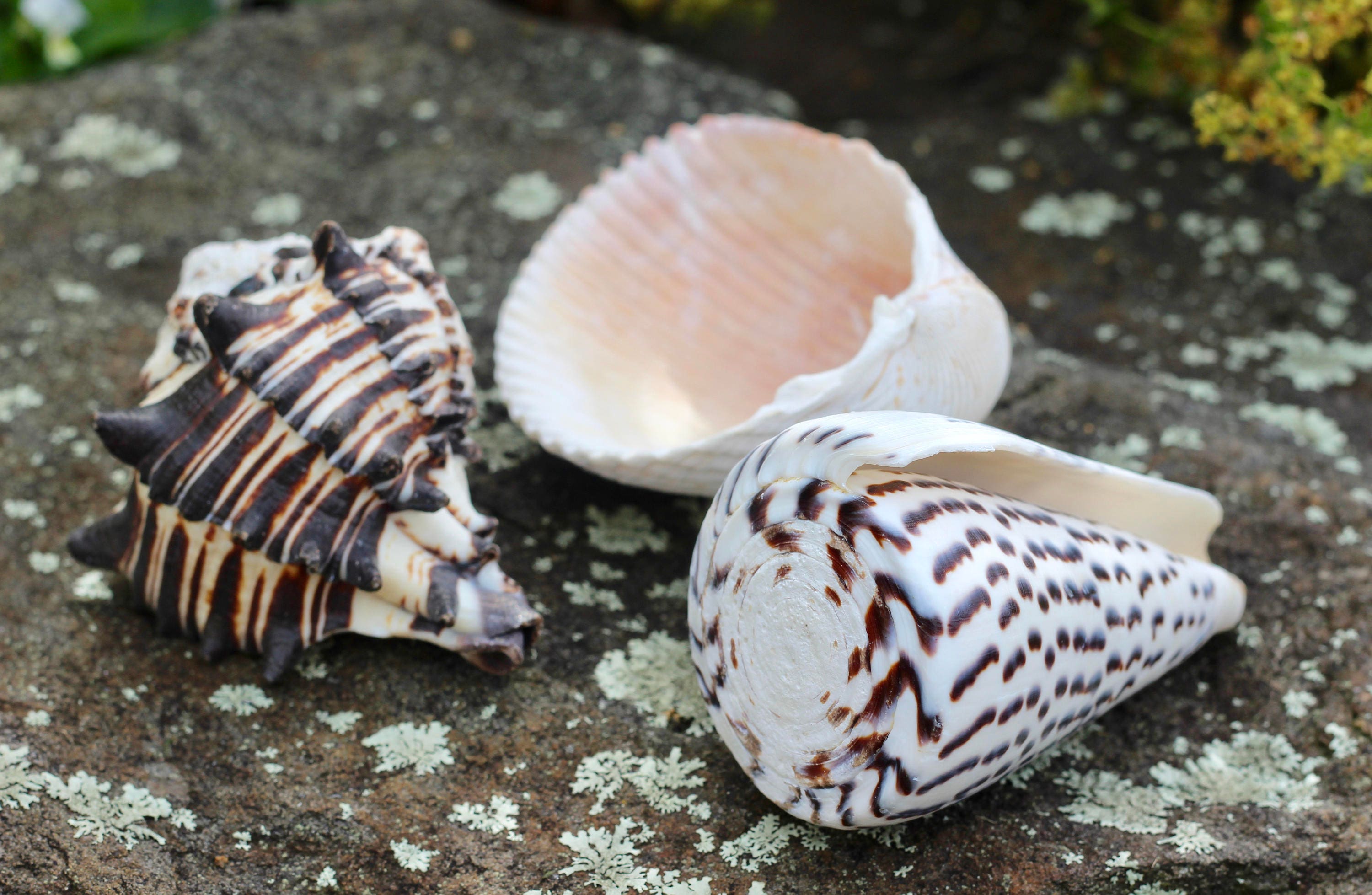 Natural Sea Shells Set of 3 Tropical Shells Beach House Decor | Etsy
