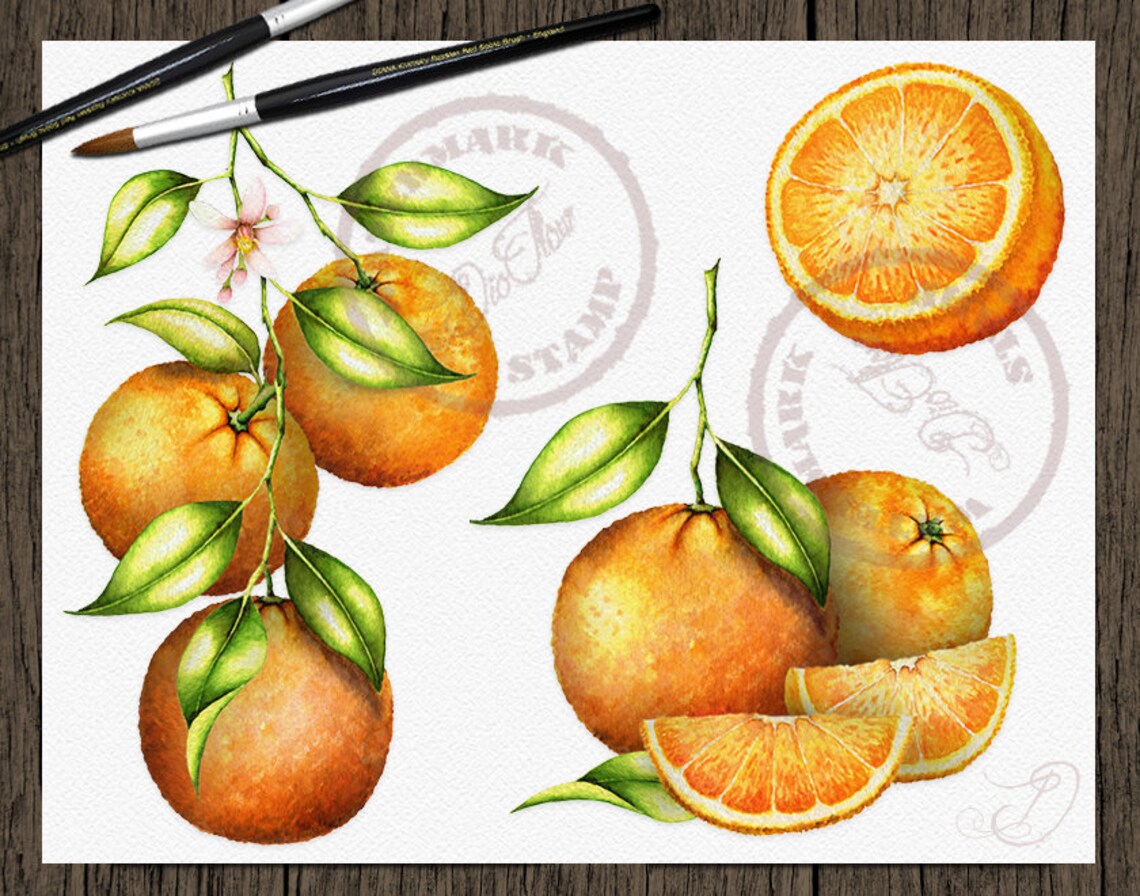 Orange Watercolor Clipart Fruit Oranges Citrus Decor - Etsy
