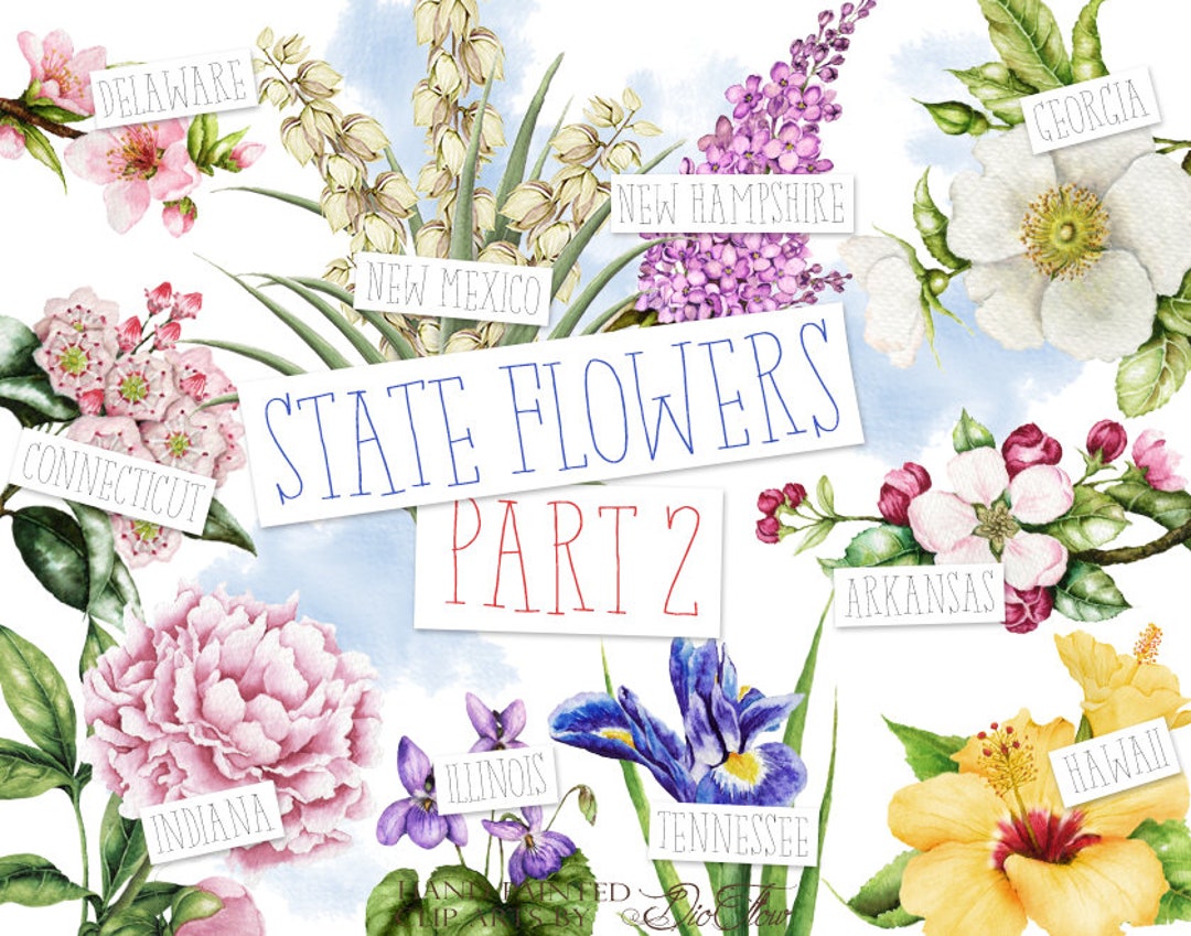 Watercolor State Flowers Clipart United States America Clip Art Symbols ...