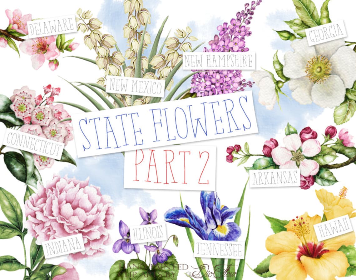 Watercolor State Flowers Clipart United States America Clip - Etsy