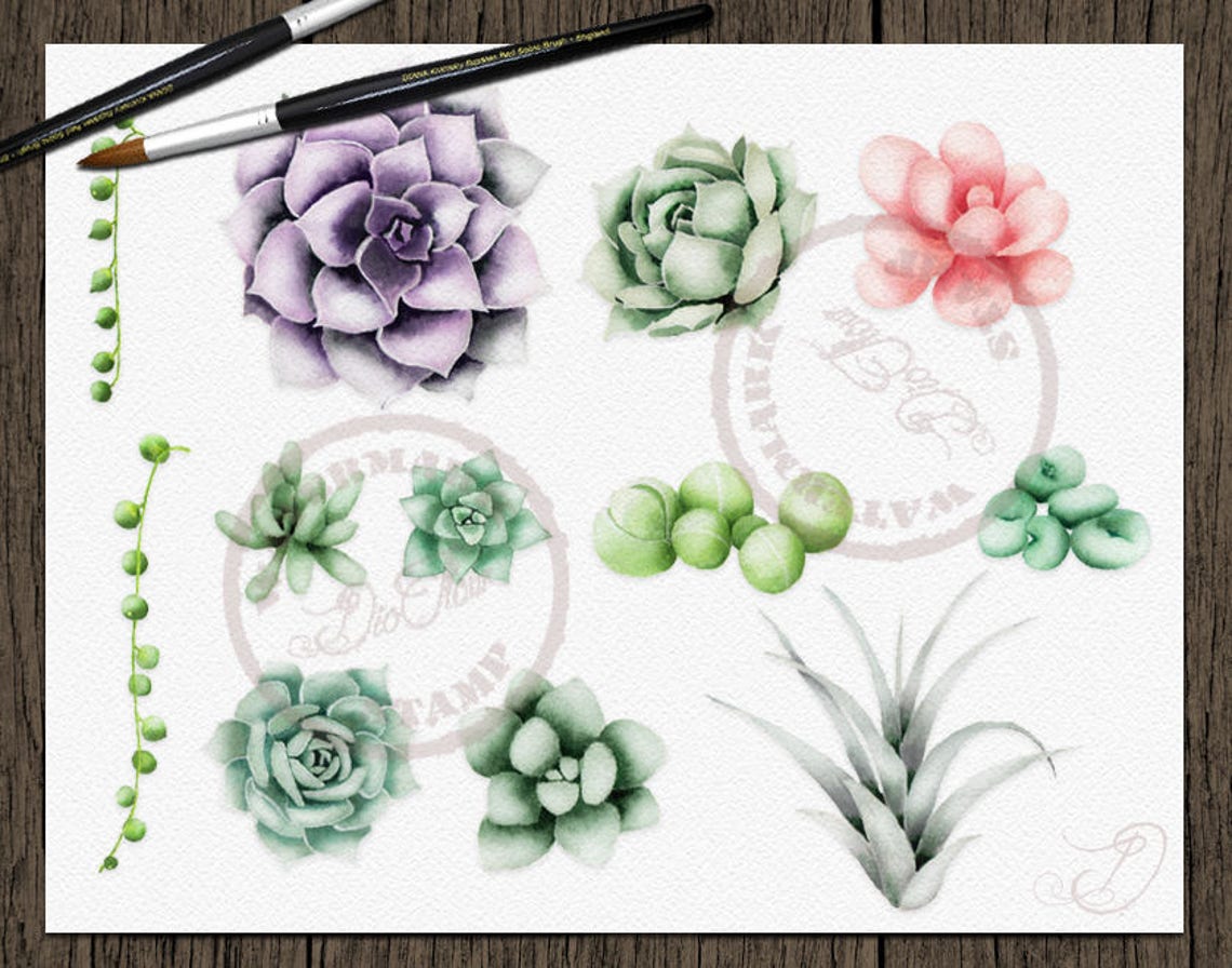 Watercolor Succulent Clipart Watercolor Cactus Clip Art Air - Etsy