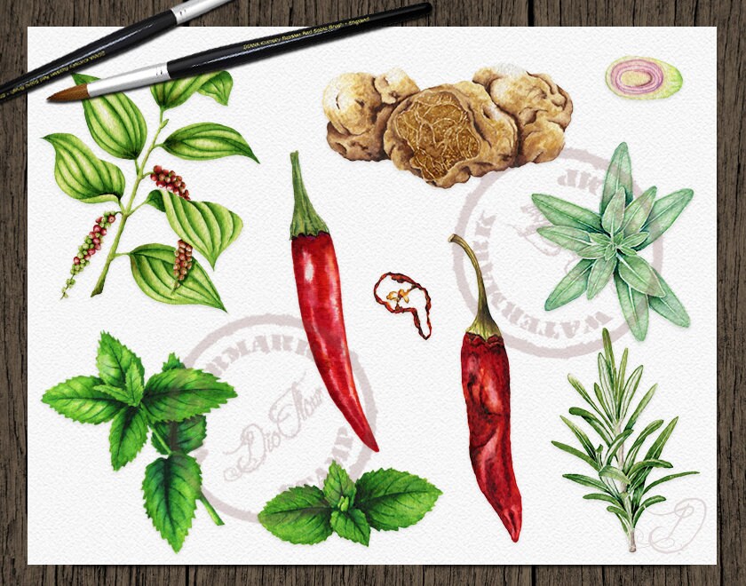 Watercolor Herbs Spices Clipart Clip Art Condiment Herb Spice | Etsy