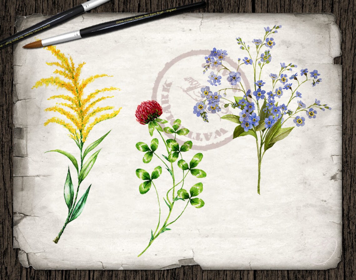 American Watercolor State Flowers Clipart United States | Etsy