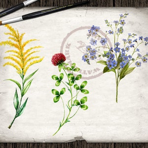 American Watercolor State Flowers Clipart United States America Clip ...