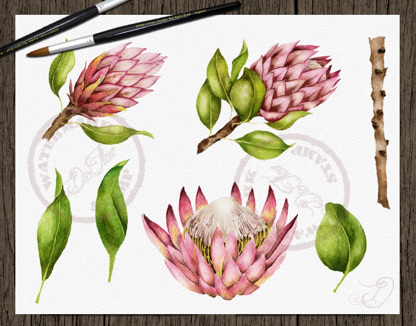 Watercolor Protea Clipart King Protea Clip Art African Native - Etsy