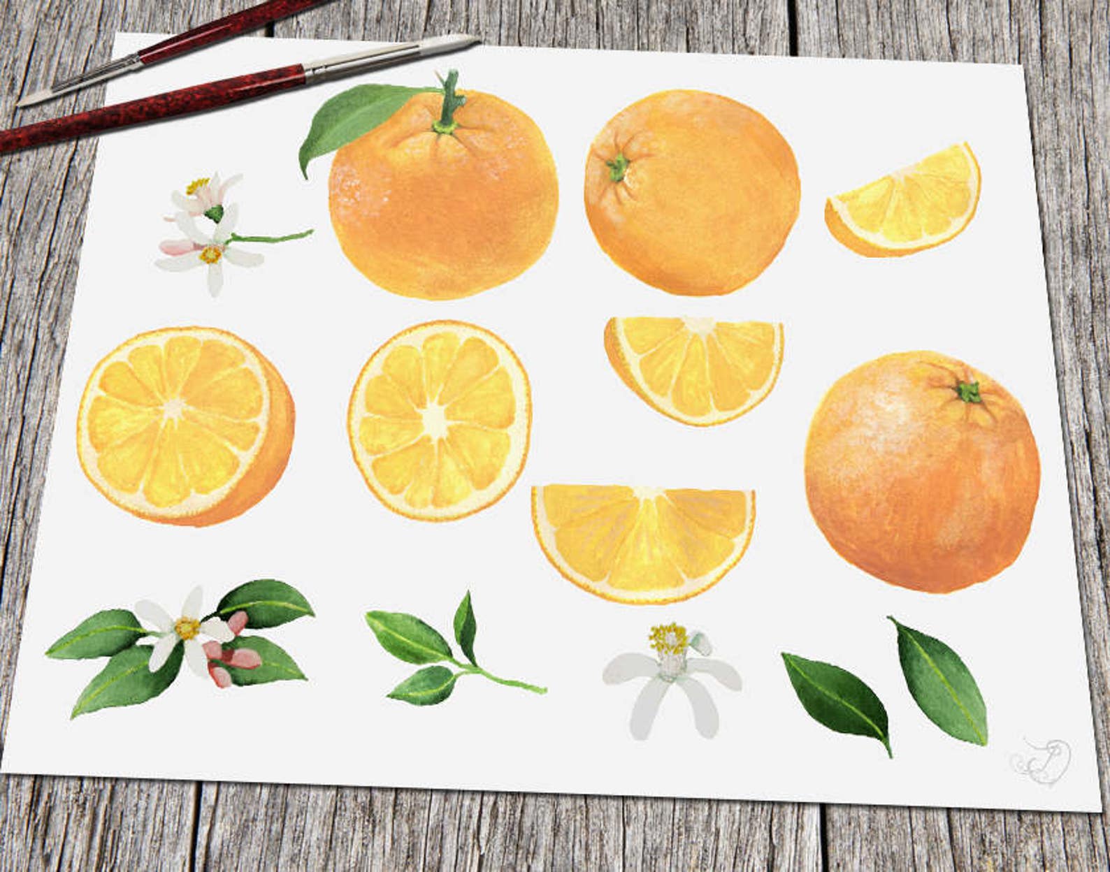 Orange Clipart Fruit Clipart Fruits Watercolor Clip Art Citrus - Etsy