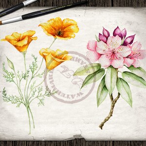 American Watercolor State Flowers Clipart United States America Clip ...