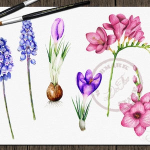 Watercolor Spring Bulbs Bulbous Flowers Clipart Bulby Clip Art Tulip ...