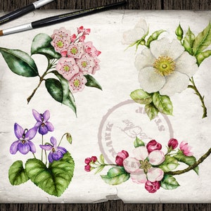 Watercolor State Flowers Clipart United States America Clip Art Symbols ...