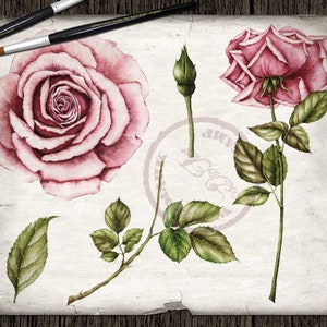 Watercolor Roses Clipart Vintage Rose Pink Clip Art Rose Teapot Clipart ...