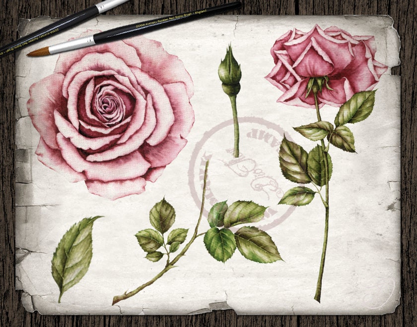 Watercolor Roses Clipart Vintage Rose Pink Clip Art Rose Teapot Clipart ...