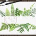 Watercolor Fern Clipart Greenery Frames Clip Art Ferns Leaf Leaves ...