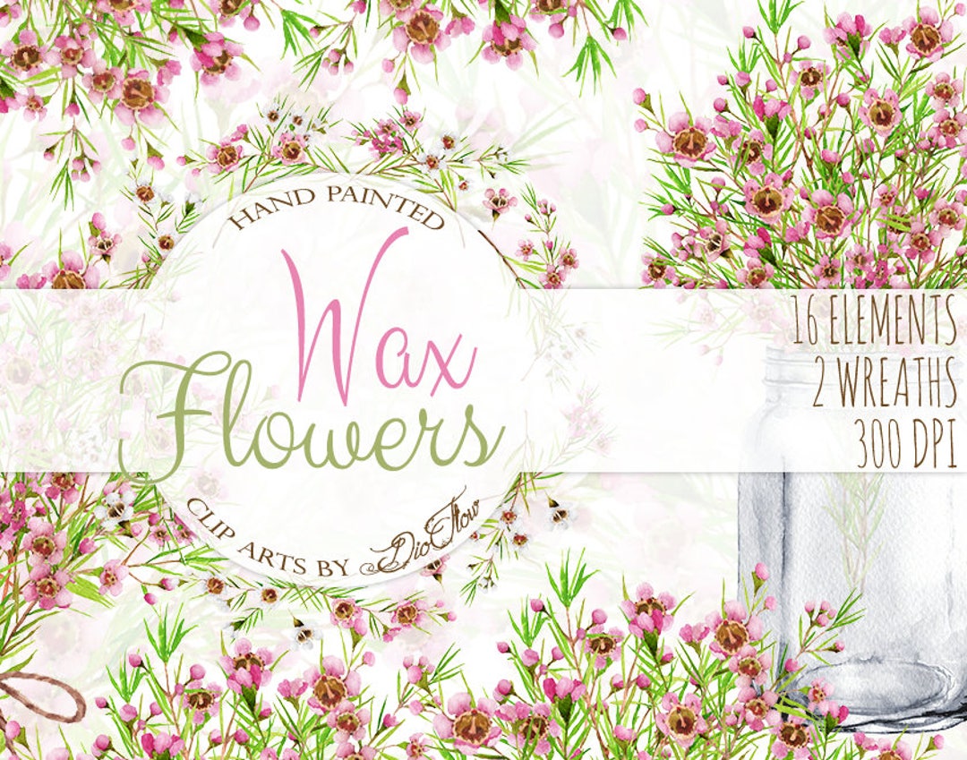 Watercolor Wax Flowers Clipart Pink White Flower Clip Art Wild Rustic ...