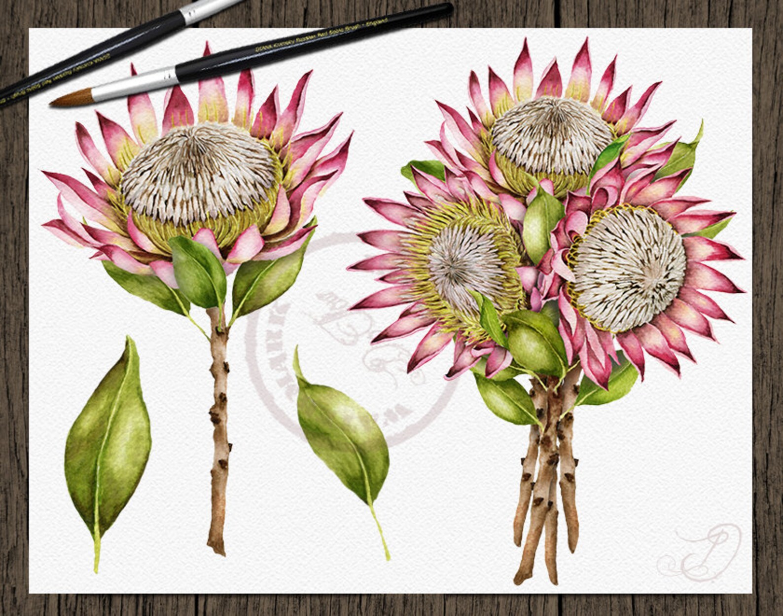 Watercolor Protea Clipart King Protea Clip Art African Native - Etsy Canada