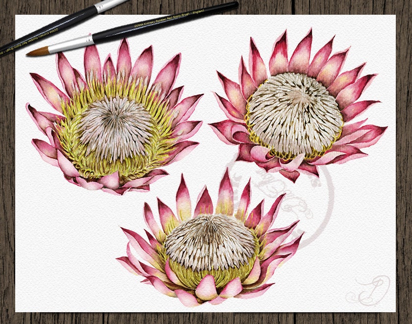Watercolor Protea Clipart King Protea Clip Art African Native - Etsy
