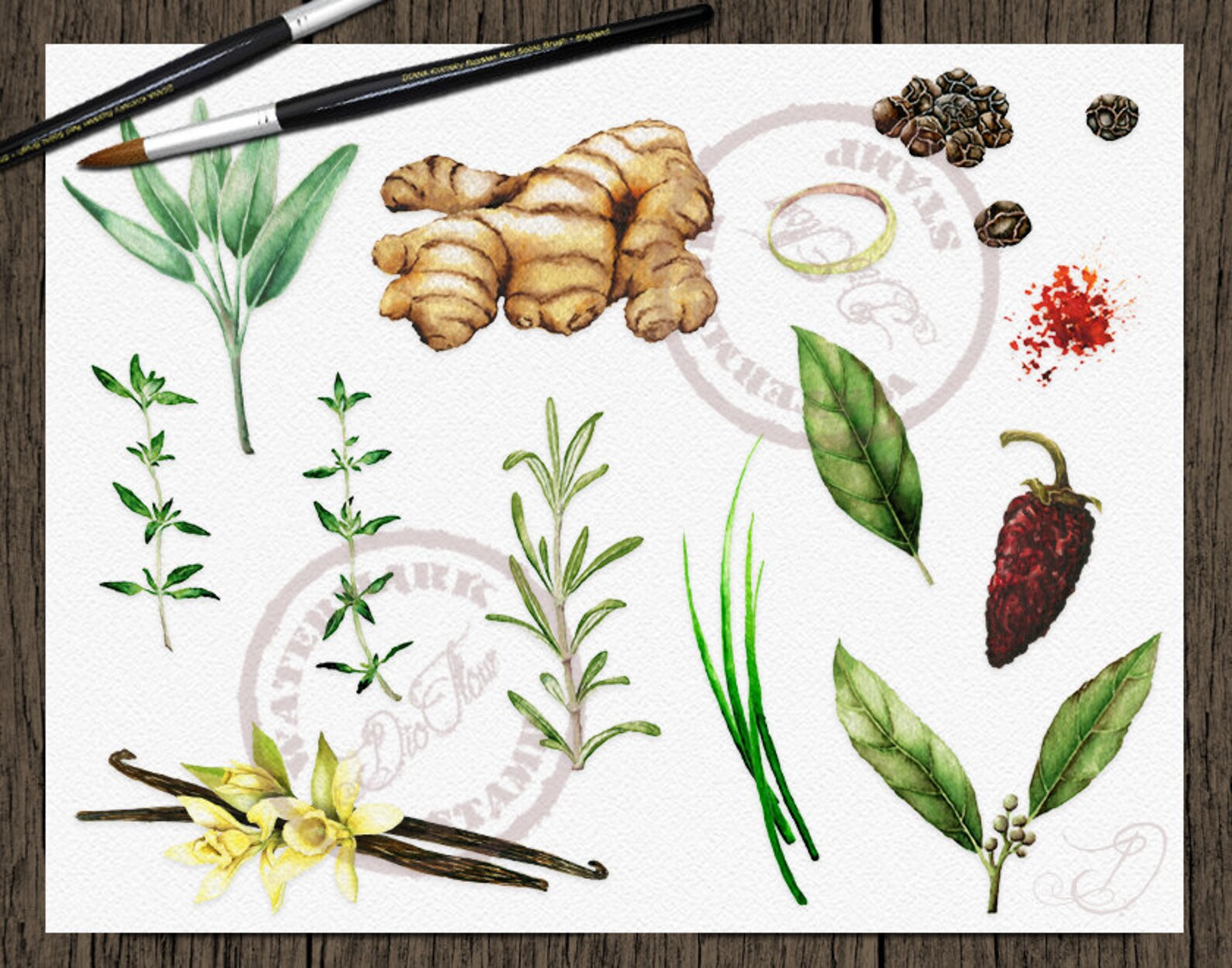 Watercolor Herbs Spices Clipart Clip Art Condiment Herb Spice - Etsy
