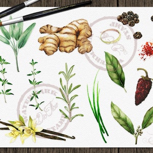 Watercolor Herbs Spices Clipart Clip Art Condiment Herb Spice ...