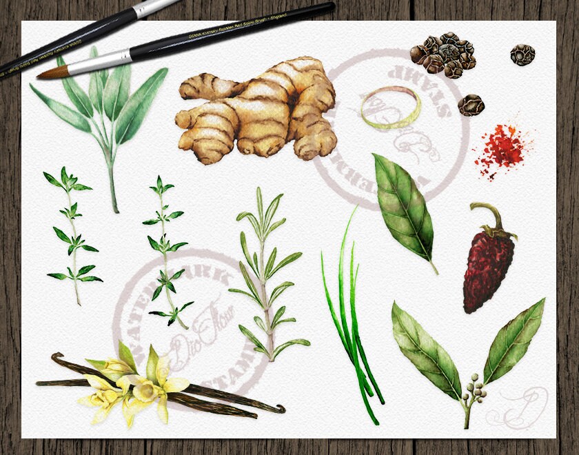 Watercolor Herbs Spices Clipart Clip Art Condiment Herb Spice | Etsy