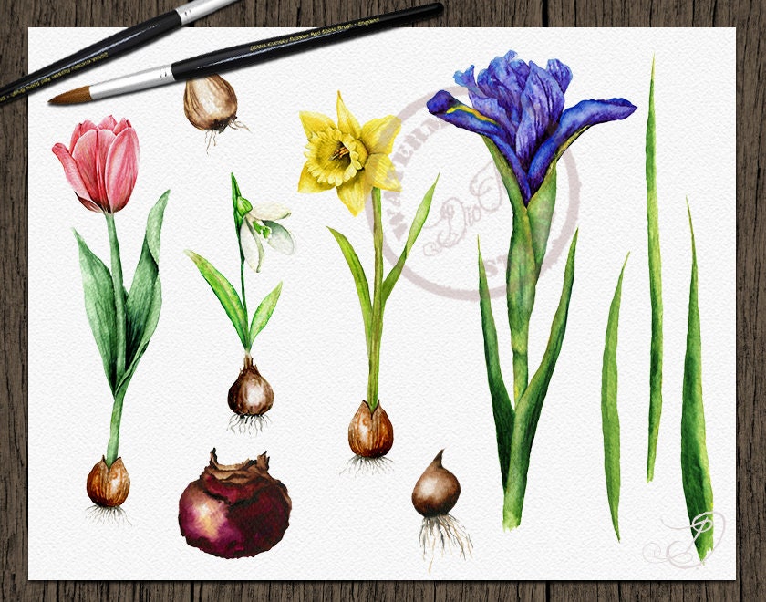 Watercolor Spring Bulbs Bulbous Flowers Clipart Bulby Clip Art - Etsy