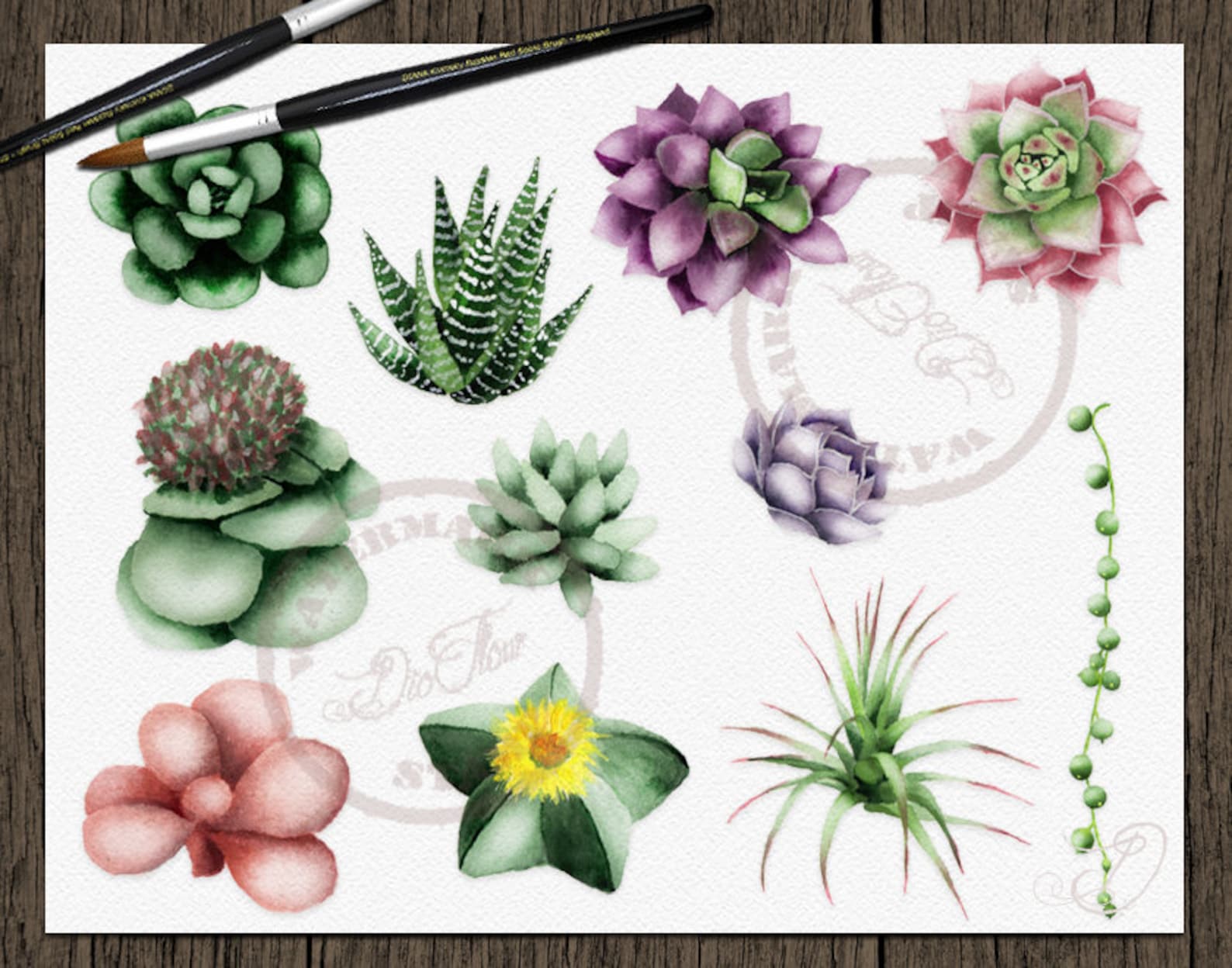 Watercolor Succulent Clipart Watercolor Cactus Clip Art Air | Etsy