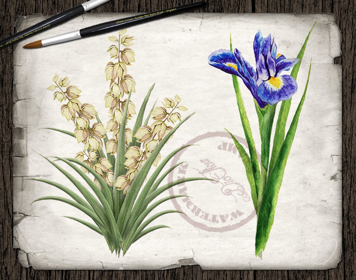 Watercolor State Flowers Clipart United States America Clip - Etsy