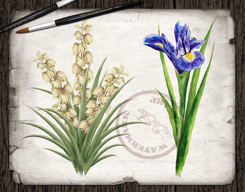 Watercolor State Flowers Clipart United States America Clip Art Symbols ...