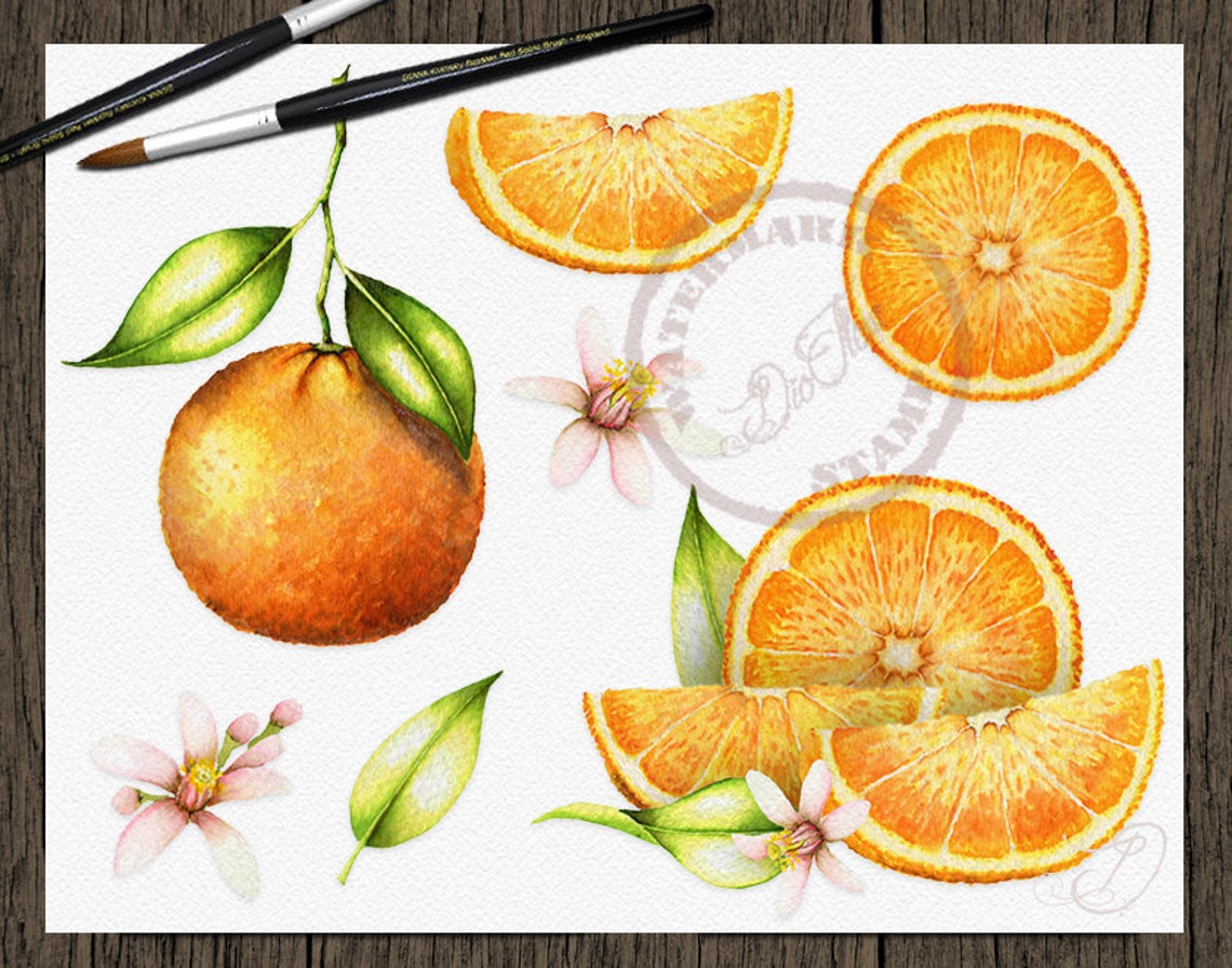 Orange Watercolor Clipart Fruit Oranges Citrus Decor - Etsy