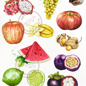 Watercolor Fruits Clipart Exotic Fruit Clip Art Fruity Illustration ...