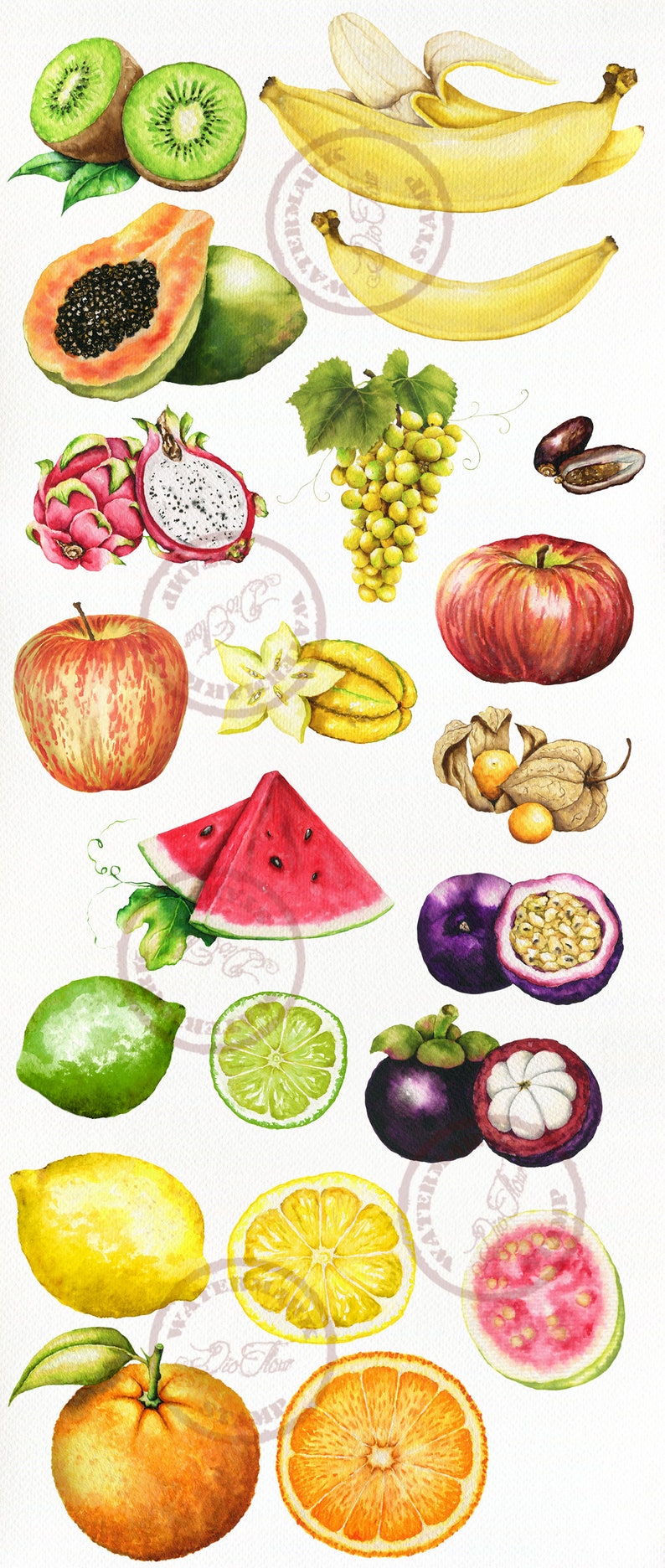 Watercolor Fruits Clipart Exotic Fruit Clip Art Fruity - Etsy
