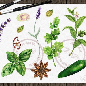 Watercolor Herbs Spices Clipart Clip Art Condiment Herb Spice ...