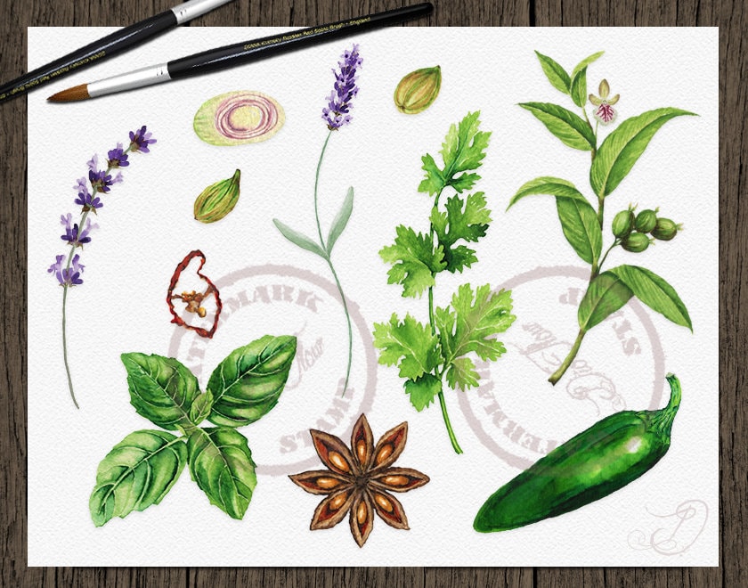 Watercolor Herbs Spices Clipart Clip Art Condiment Herb Spice - Etsy