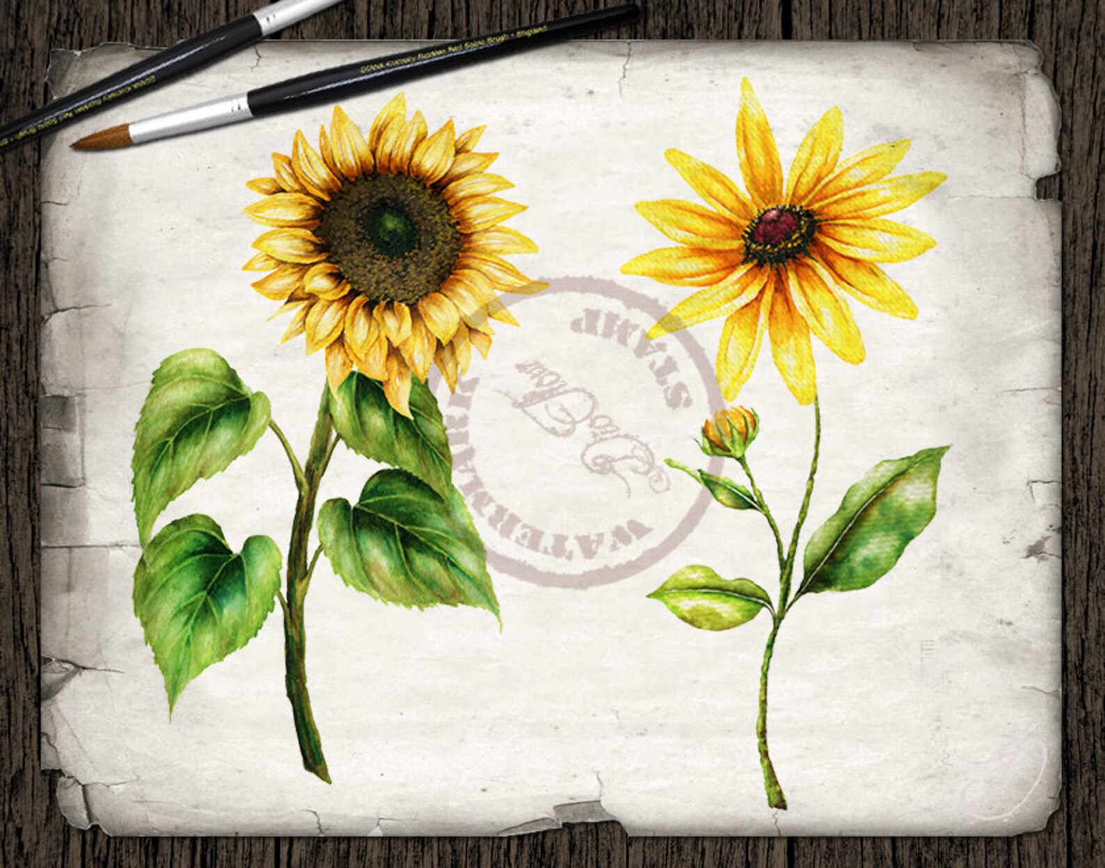 Watercolor State Flowers Clipart United States America Clip Art Symbols ...