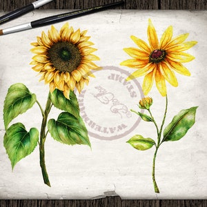 Watercolor State Flowers Clipart United States America Clip Art Symbols ...