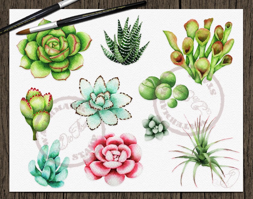 Watercolor Succulent Clipart Watercolor Cactus Clip Art Air Plant Aloe ...