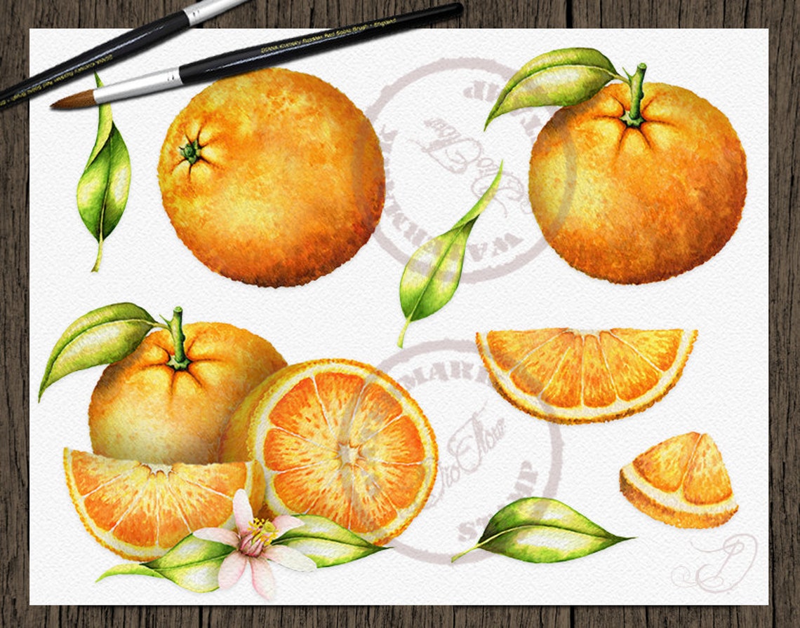 Orange Watercolor Clipart Fruit Oranges Citrus Decor - Etsy