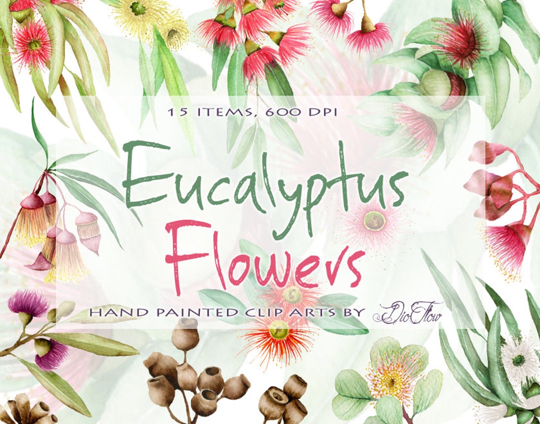 Eucalyptus Flower Vector