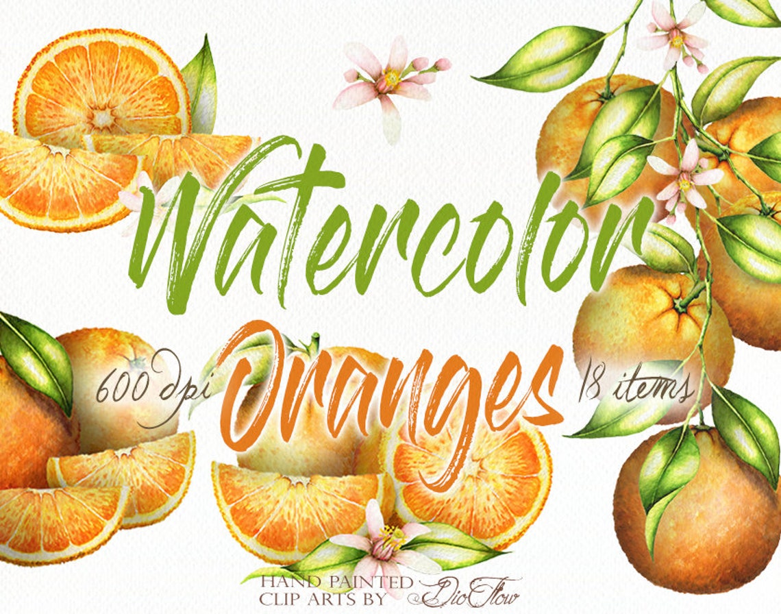 Orange Watercolor Clipart Fruit Oranges Citrus Decor - Etsy