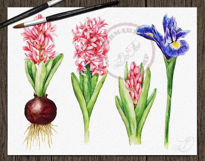 Watercolor Spring Bulbs Bulbous Flowers Clipart Bulby Clip Art - Etsy