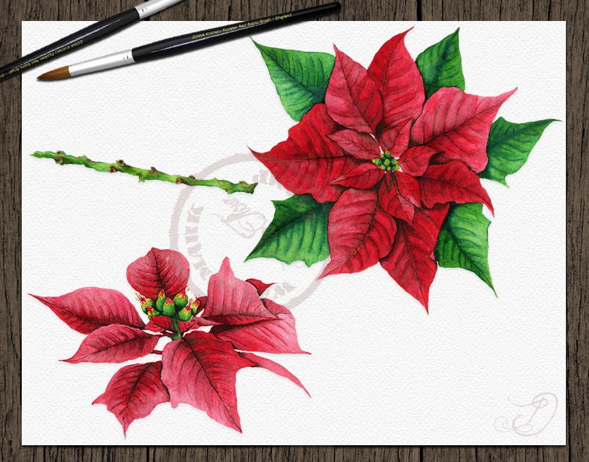 Watercolor Poinsettia Clipart Christmas Clip Art Winter | Etsy