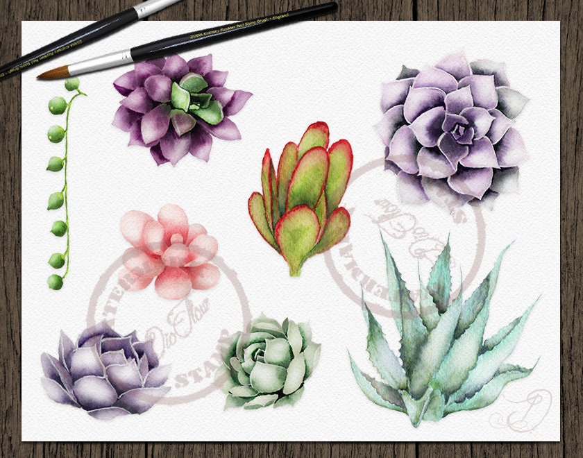 Watercolor Succulent Clipart Watercolor Cactus Clip Art Air - Etsy