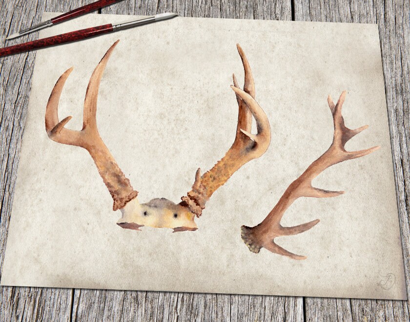 Antler Clipart Woodland Deer Watercolor Forest Handpainted - Etsy