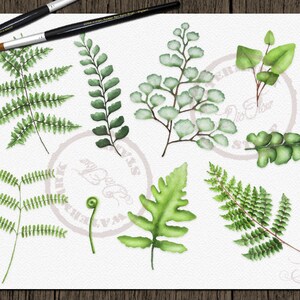 Watercolor Fern Clipart Greenery Clip Art Leaf Leaves Woodland Clipart ...