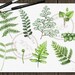 Watercolor Fern Clipart Greenery Clip Art Leaf Leaves Woodland Clipart ...