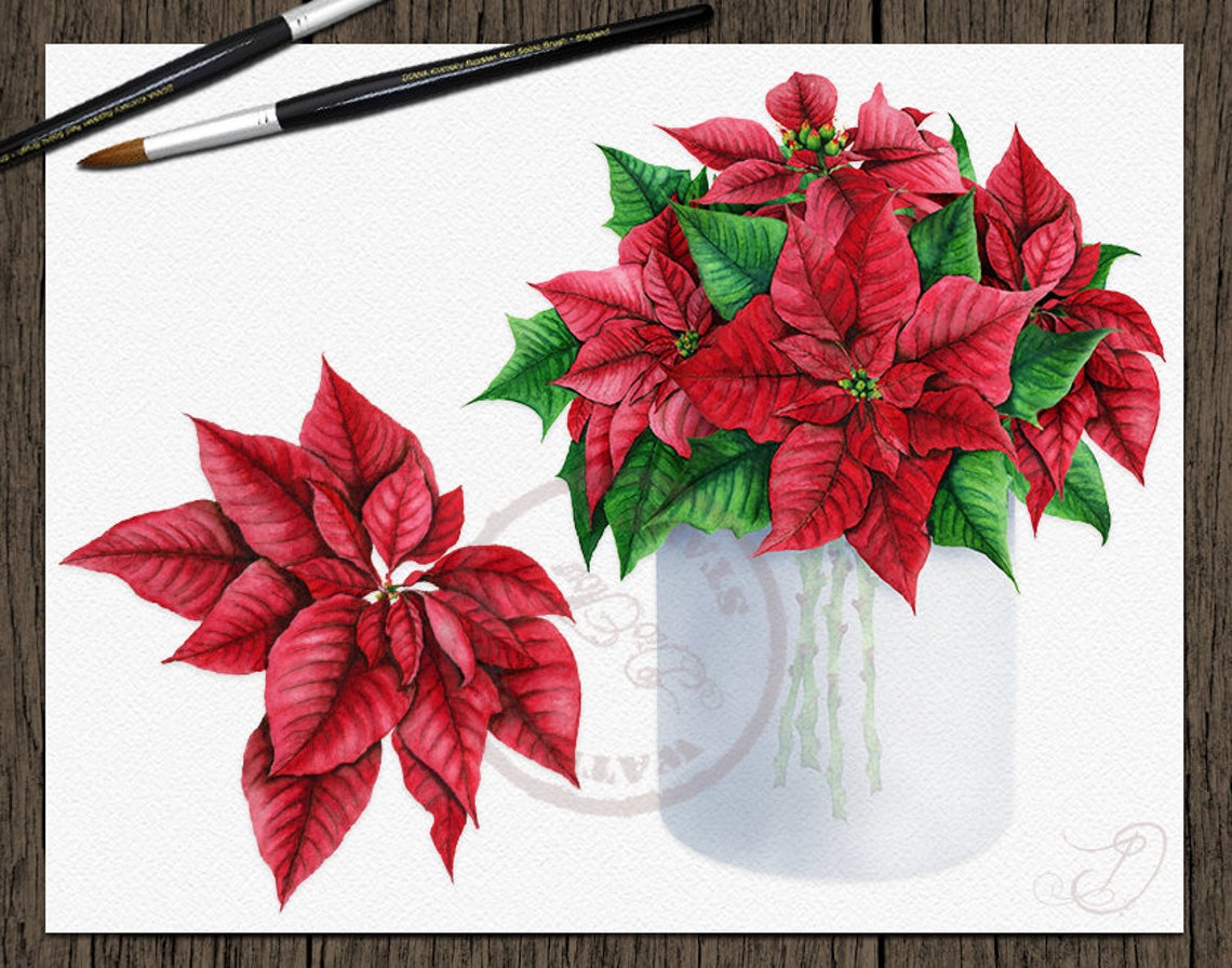 Watercolor Poinsettia Clipart Christmas Clip Art Winter | Etsy