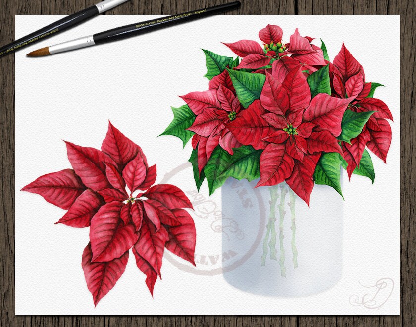 Watercolor Poinsettia Clipart Christmas Clip Art Winter | Etsy