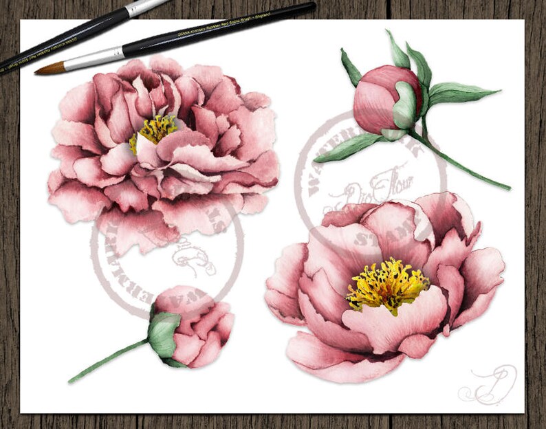 Watercolor Peony Clipart Pink Peonies Flower Clip Art Leaf Leaves ...