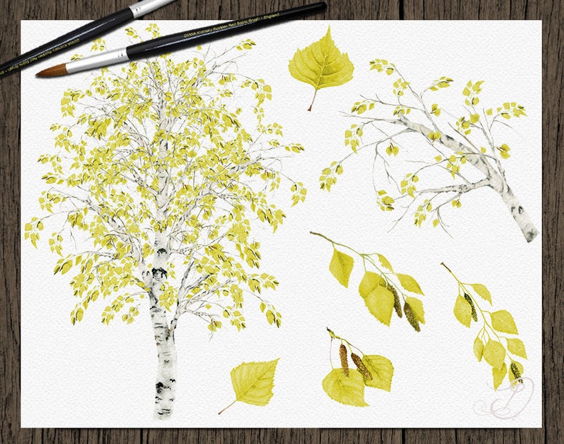 Watercolor Birch Tree Clipart Leaves Greenery Foliage Clip Art - Etsy