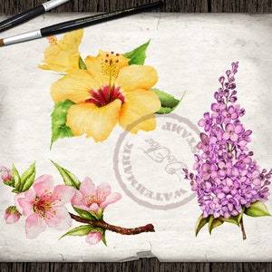 Watercolor State Flowers Clipart United States America Clip Art Symbols ...